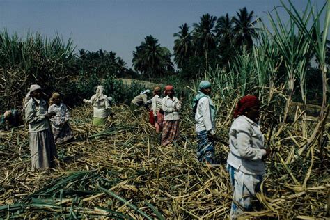 Govt Raises Sugarcane Frp By Rs 10quintal To Rs 315quintal