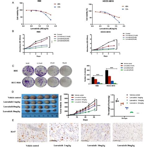 Lenvatinib Inhibits Icc Cell Growth In Vitro A Hccc 9810 And Rbe Cells