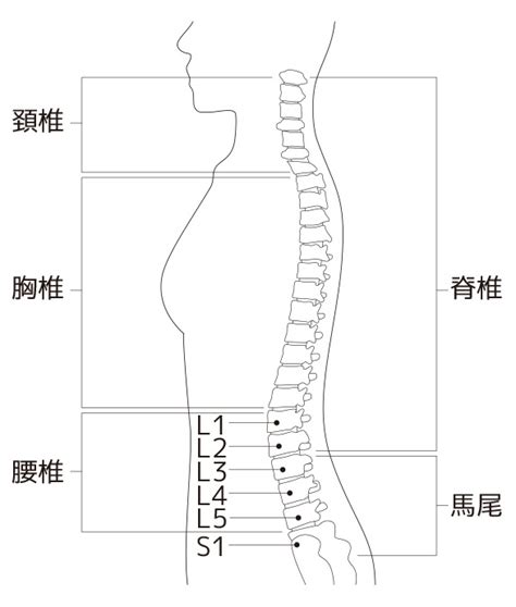 腰椎椎間板ヘルニアになる原因と特徴 おの整体院カイロプラクティックのブログ