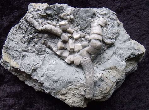 Onychocrinus Crinoid Fossil Paleo Joe