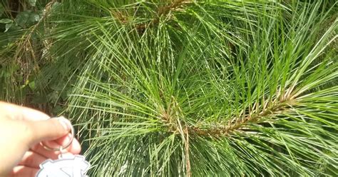 Ap Biology Summer Assignment Gymnosperm Leaf