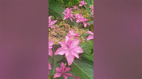 애인 김용빈 Youtube