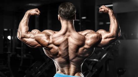Bicep Back Workout Routine For Mass EOUA Blog