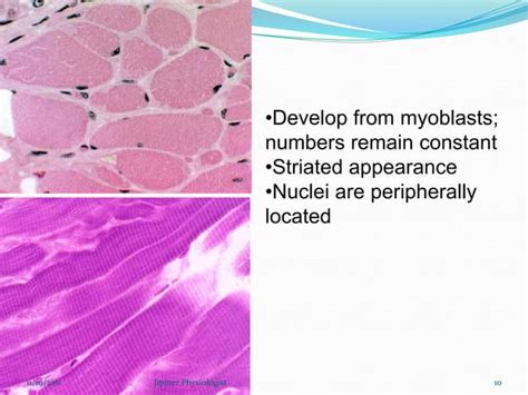 Skeletal Muscle Structure Function PPT