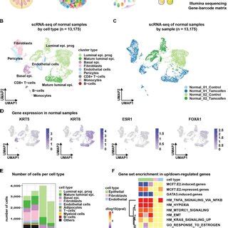 Targeted Analysis Of 4 Tamoxifen Responsive Tumor Pairs A UMAP Plot