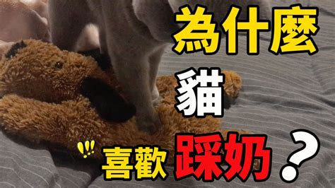 貓為什麼喜歡踩奶？你家貓會在你身上踩奶嗎？ Youtube