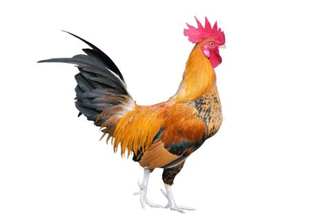 Gallo Del Pollo Gallo Aislado En El Fondo Blanco el Cortar Con Tintas Stock de ilustración