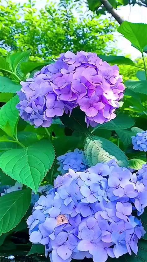 Создать мем гортензия цветок фиолетовая гортензия гортензия крупнолистовая Картинки Meme