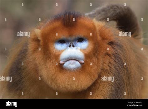 Male Golden Snub Nosed Monkey Rhinopithecus Roxellana Stock Photo Alamy