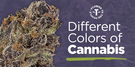 Top 4 Dark Weed Strains At TCS Dispensary