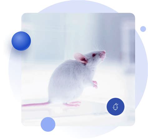 Tool Mice Biocytogen