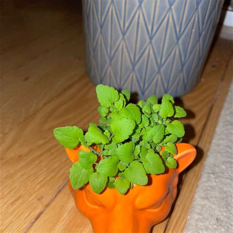 What Are The Bugs On My Catnip 🐛