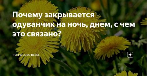 Почему закрывается одуванчик на ночь днем с чем это связано Топ 10