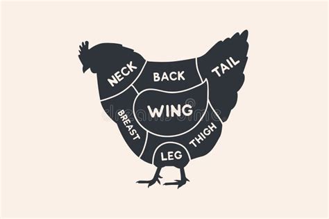 Chicken Meat Cuts Diagram Stock Vector Illustration Of Livestock