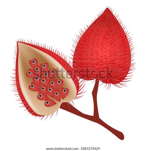 Achiote Seed Pod Over 17 Royalty Free Licensable Stock Vectors