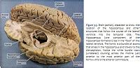 Duke Neurosciences Lab 5 Forebrain Sectional Anatomy