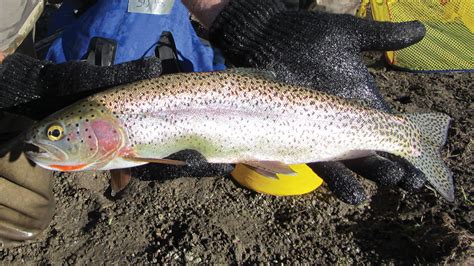 Rainbow Trout Yellowstone National Park Us National Park Service