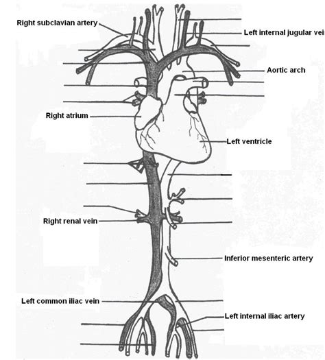 Diagram Of Anatomy Lab 12 Diagram 7 Quizlet
