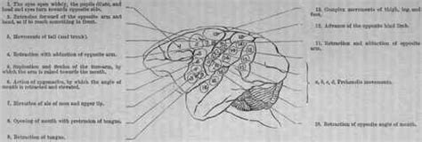 Functions Of The Brain In Mammals