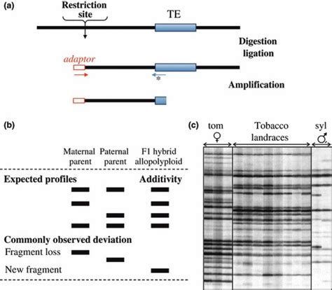Principle Of The Sequence Specific Amplified Polymorphism Ssap Download Scientific Diagram