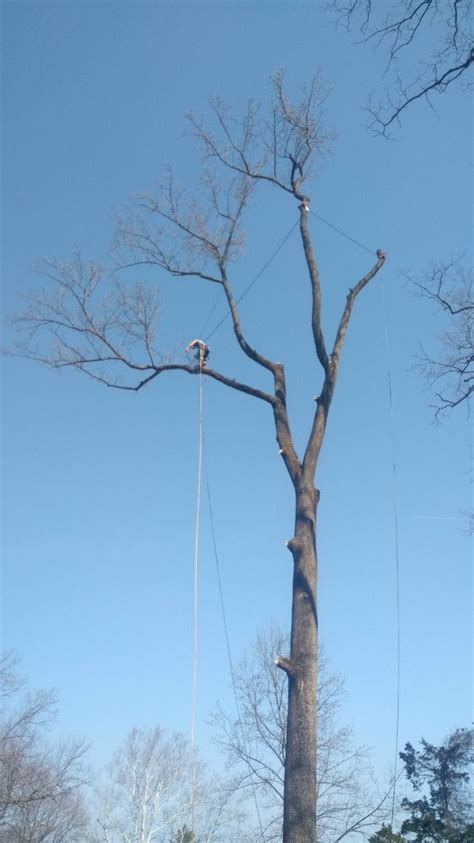 JTS TREE SERVICE Coatesville Pennsylvania Tree Services Phone Number Yelp