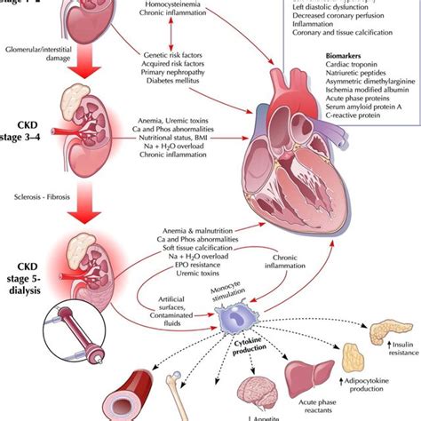 Overview Of Pathophysiologic Mechanisms Implicated In Cardiovascular