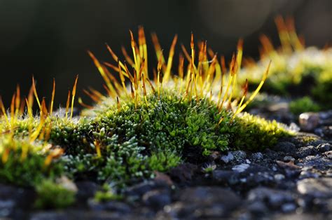 Images Gratuites arbre la nature herbe rosée plante pelouse