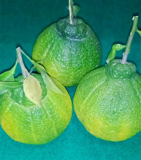 Jeruk Dekopon Buah Jeruk Tanpa Biji Asal Jepang Yang Punya Segudang Jeruk Dekopon Buah Jeruk Tanpa Biji Asal Jepang Yang Punya Segudang