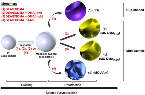 Schematic Cartoon Of The Seeded Polymerization Process Yielding Download Scientific Diagram