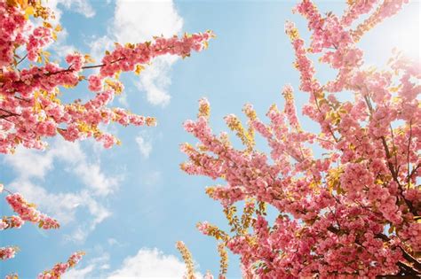 Árbol de sakura rosa floreciente de cerca Foto Premium