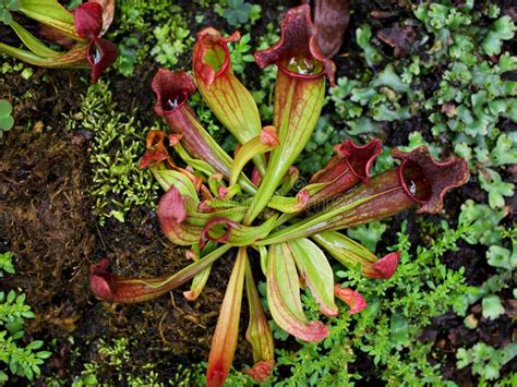 Carnivorous Pitcher Plant Pitfall Traps A Prey Trapping Sarracenia