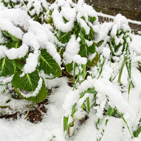 Ultimate Gardening Guide For Houston How To Apply Mulch Before The
