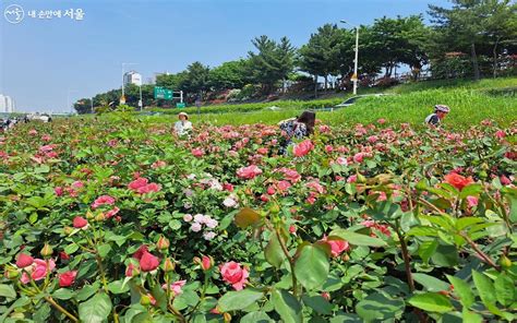 서울시 내 손안에 서울
