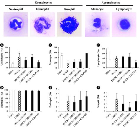 Differential Cell Counts In Blood Percentages Of Granulocyte A
