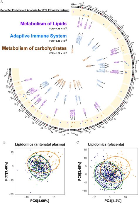 ethnicity qtls and enriched gene networks a metabolism of lipids