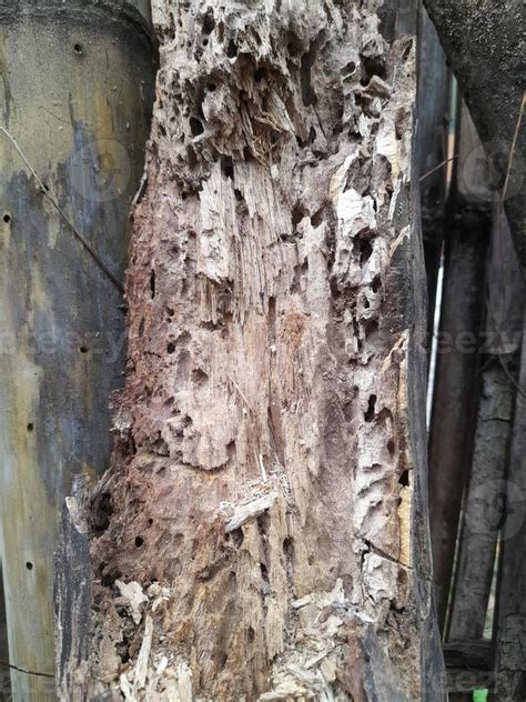 Weathered Tree Trunk Texture Natural Background Stock Photo