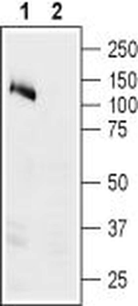 Alpha 1 Nak Atpase Polyclonal Antibody Anp 001 200ul