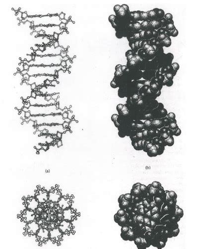 Mbb 421 Lecture Review Flashcards Quizlet