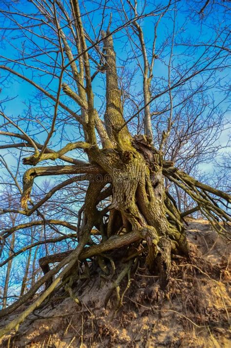 A Tree With Roots In The Air The Wind Blew Sand On A Large Sand Dune In A State Park Indiana