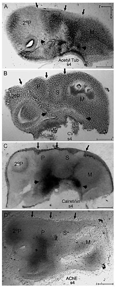 Diencephalic Divisions At The Two Segment Stage Viewed Sagittally