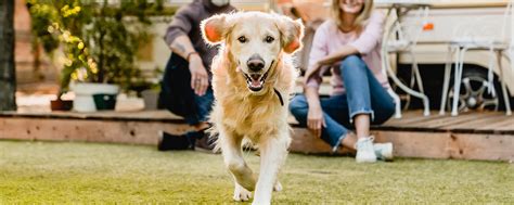Dysplasie Du Coude Chez Le Chien Doppelherz