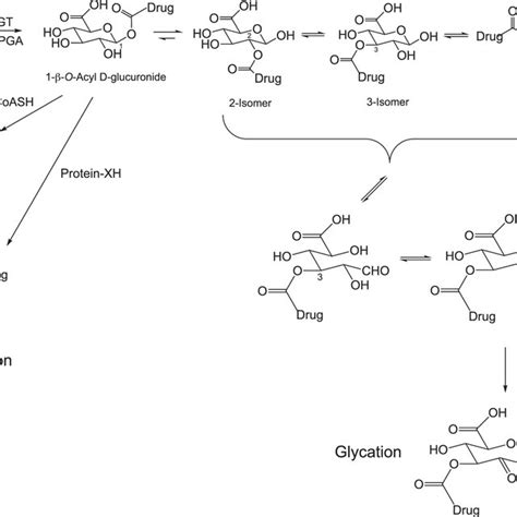 Activation Of Carboxylic Acids To Ag And Acyl Coa Thioester Conjugates Download Scientific