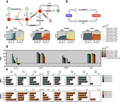 Mathematical Model Captures Drug Drug And Strain Strain Differences A
