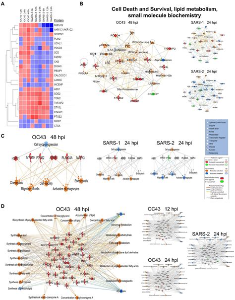 Viruses Free Fulltext Proteomic Interaction Patterns Between Human