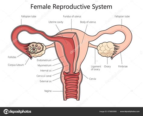 Female Reproduction System Structure Diagram Schematic Raster