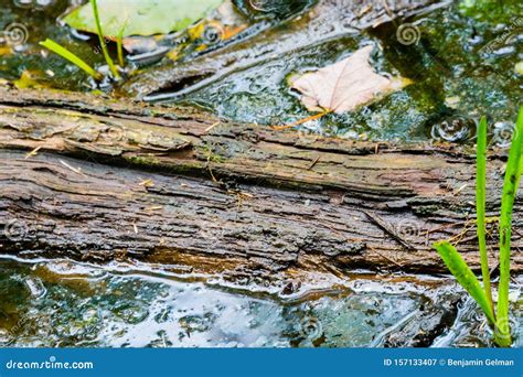 A Fragment Of Wood Rotting In A Swamp Stock Image Image Of Natural