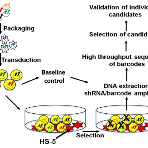 Various Steps For The Pooled Short Hairpin Rna Shrna Screening Of