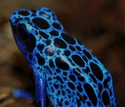 Dendrobates Tinctorius Azureus Adrian Robinson Flickr
