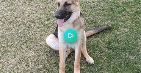 Stanley Vs Leaf Blower Album On Imgur