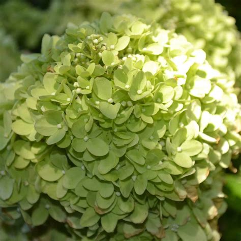 Little Lime Hydrangea 3 Gallon Container Grimms Gardens